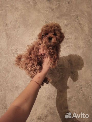 Мальтипу Ф1 темная карамель Меллер