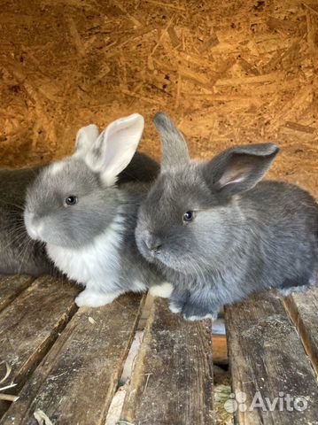 Кролики Французский баран