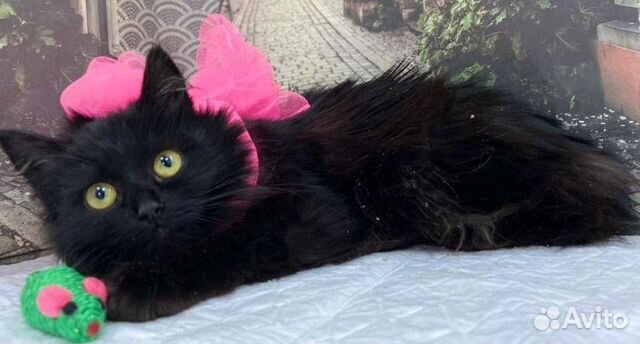 Ночка ищет дом или временное пристанище