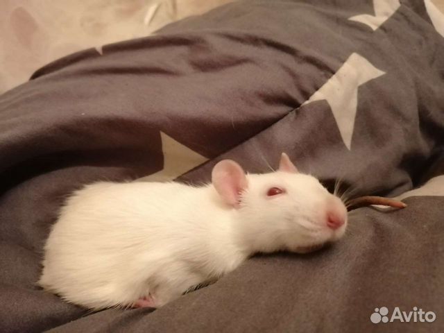 Крысы дамбо девочка