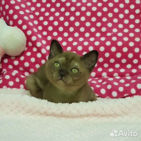 Бурманский котенок