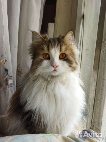 Котик Добрыня 1,5 годика