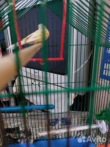 Канарейки самка