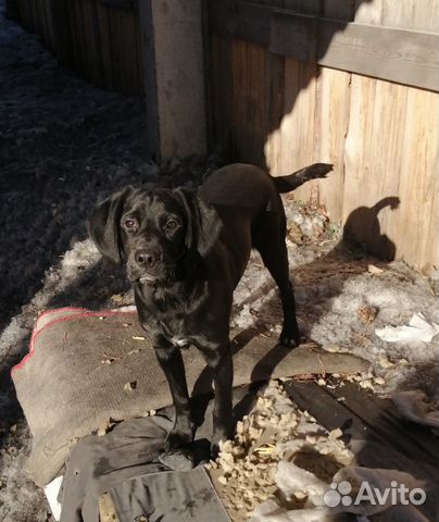 Помесь лабрадора