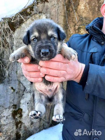 Маленькие пупсики ищут дом