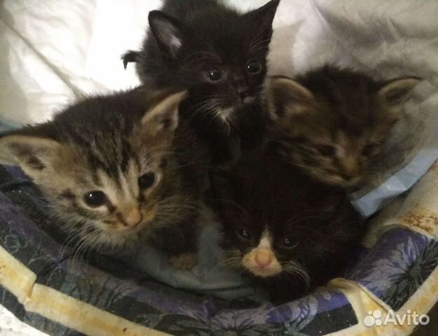 Котята в добрые руки