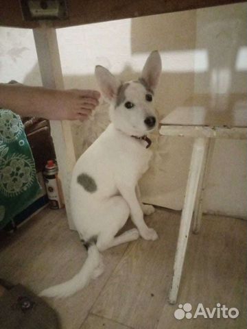 Щенок