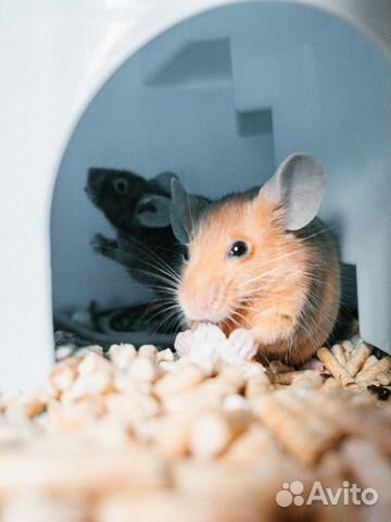 Декоративные мышки