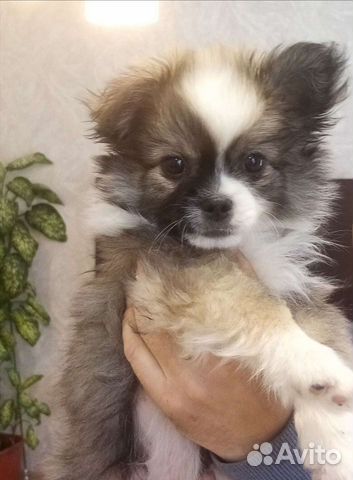 Шпиц помесь