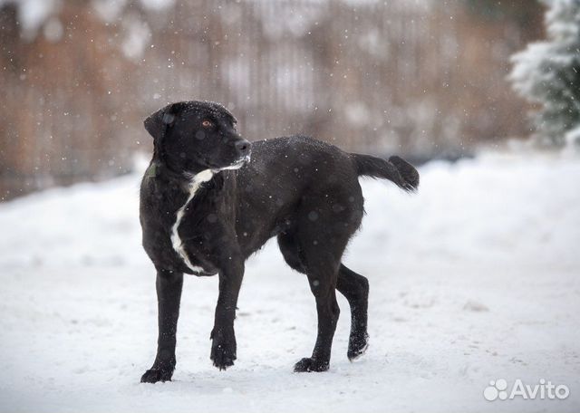 Гретта ищет дом