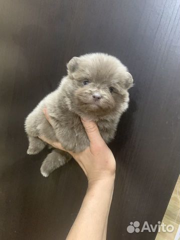 Померанский (той) шпиц Лялик