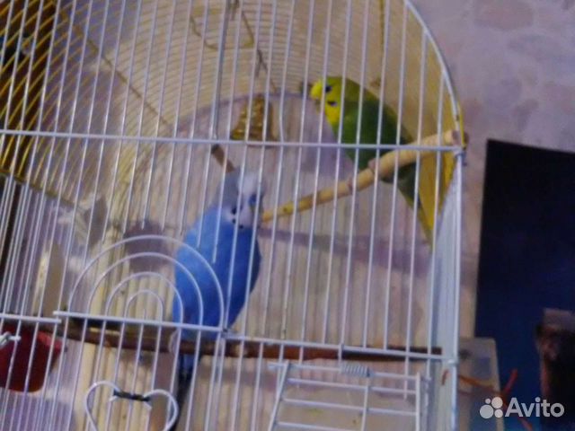 Волнистый попугай с клеткой
