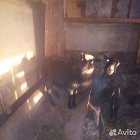 Овца, ярочка