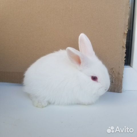 Декоративный крольченок