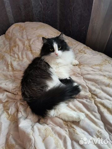 Кот в добрые руки