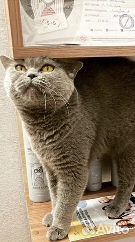 Отдам чистопородную британскую кошку