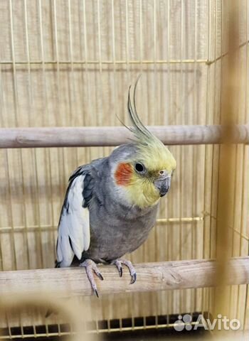 Попугай корелла с клеткой - отдам