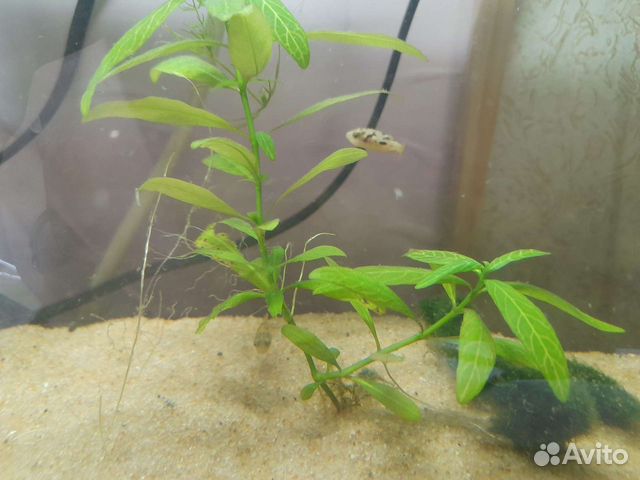 Тетраодоны