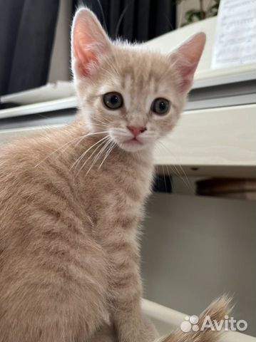 Шотландская прямоухая кошка