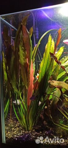 Эхинодорус флоренс