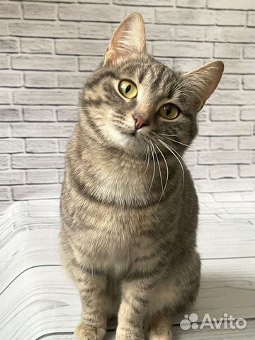 Котодети из приюта ищут своих родителей