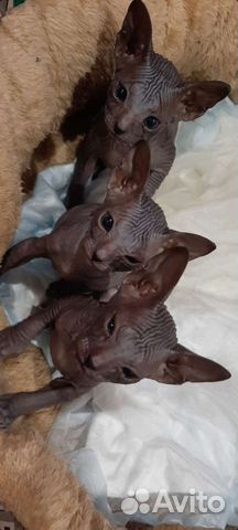 Донской сфинкс котята