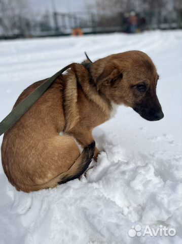 Спаси крошку Фани