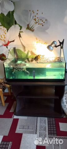 Красноухии черепахи с аквариумов и тумбой