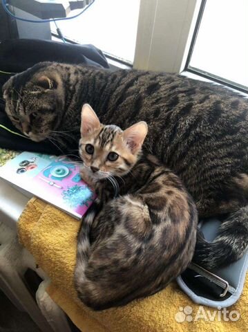 Кошки