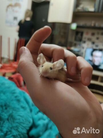 Сатиновые мыши