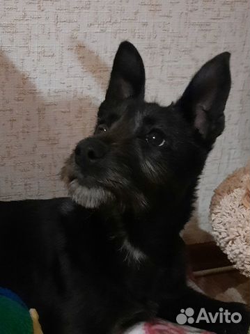 Щенок Варя в добрые руки