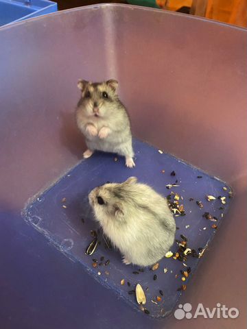 Джунгарский хомяк