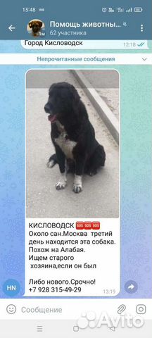 Найдена собака возможно алабай