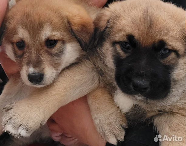 Щенки алабая в добрые руки