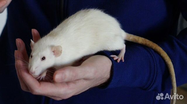 Крыса дамбо девочка