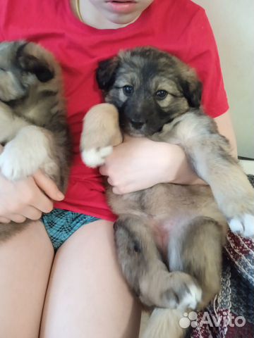 Щенок девочка 1 месяц