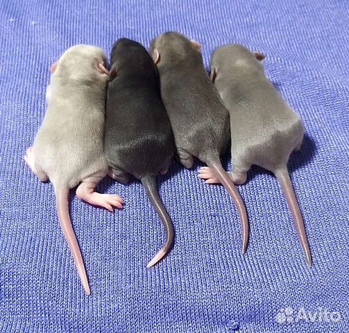 Крысята даибо малыши от ratlove13.85