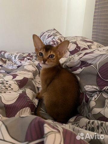 Абиссинские котята