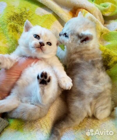 Симпатяшки Плюшканы