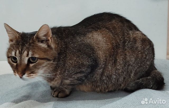 Котики ищут новый дом