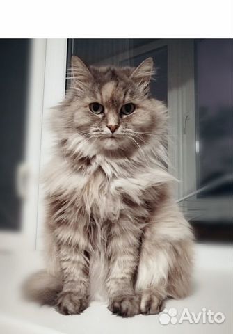 Отдам кошку в добрые руки
