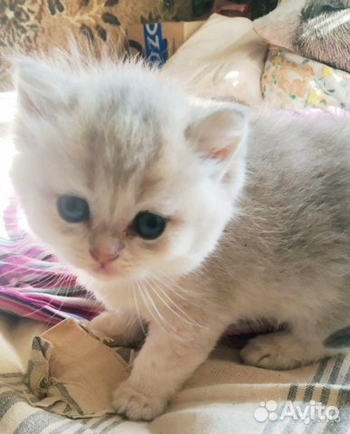 Королевские серебристые шиншиллы