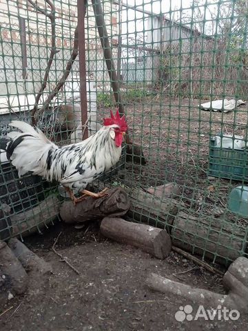 Петух леггорн долматинец