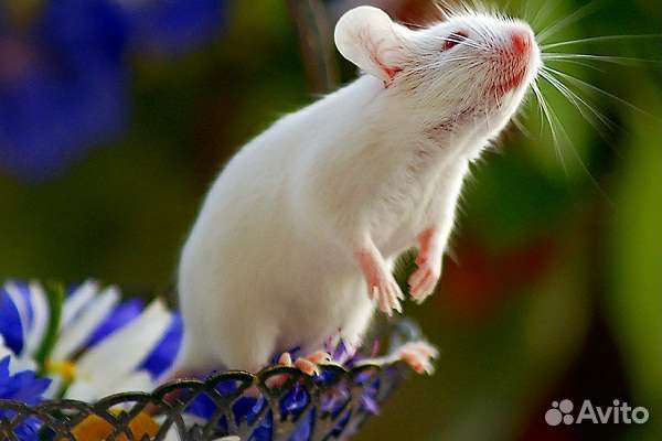 Мыши белые