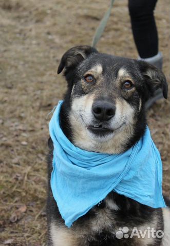 Веселый пёс ищет дом