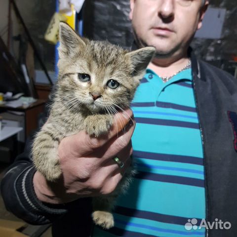 Котята в добрые руки от сибирской кошки