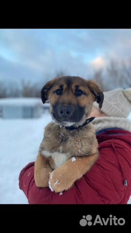 Собака, щенок, мальчик, 3 мес