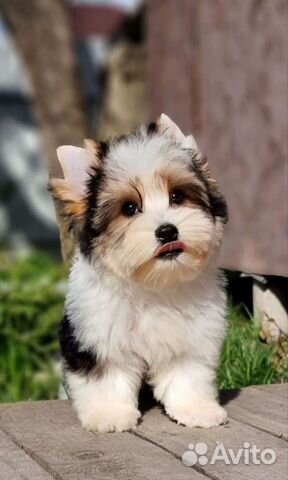 Бивер мальчуган