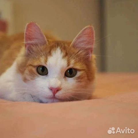 Котик в дар