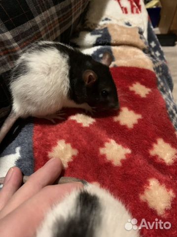 Крыса дамбо бесплатно